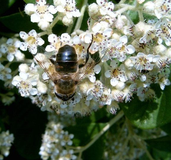La loque américaine - SNGTV