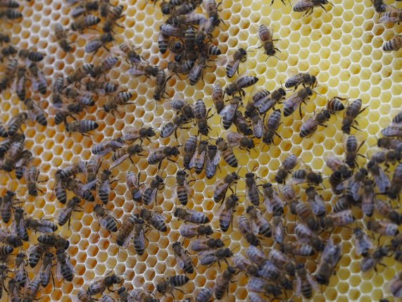 La loque européenne - SNGTV